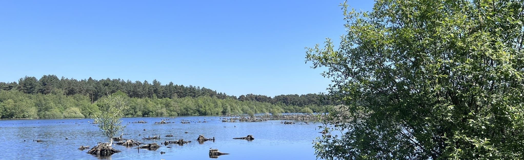 Blakemere Moss Circular: 96 Reviews, Map - Cheshire, England | AllTrails