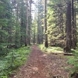 Timothy Lake Loop, Oregon - 290 Reviews, Map | AllTrails