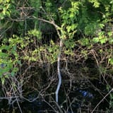 Quequechan River Rail Trail, Massachusetts - 177 Reviews, Map | AllTrails
