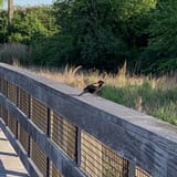 Quequechan River Rail Trail, Massachusetts - 177 Reviews, Map | AllTrails