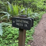 Cathedral Trees Trail to Prairie Creek Trail, California - 332 Reviews ...