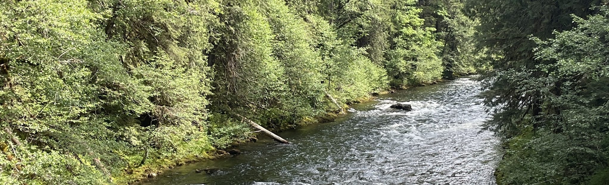 Curly Creek Falls Via Lewis River Trail, Washington - 99 Reviews, Map ...