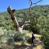 Murietta Falls Trail, California - 681 Reviews, Map | AllTrails