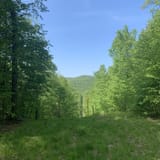 Old Loggers Path, Pennsylvania - 626 Reviews, Map | AllTrails