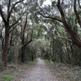 Palm Jungle Loop Track, New South Wales, Australia - 339 Reviews, Map ...
