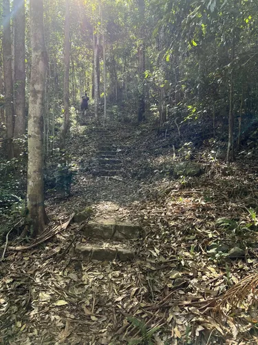 2023 Best Views Trails in Numinbah Valley | AllTrails