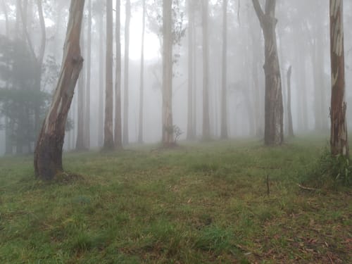 2023 Best Wild Flowers Trails in Upper Ferntree Gully | AllTrails