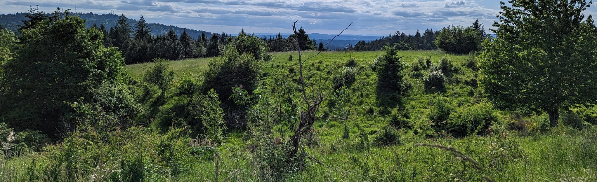 Orchard and Cedar Grove Loop Trail: 946 Reviews, Map - Oregon | AllTrails