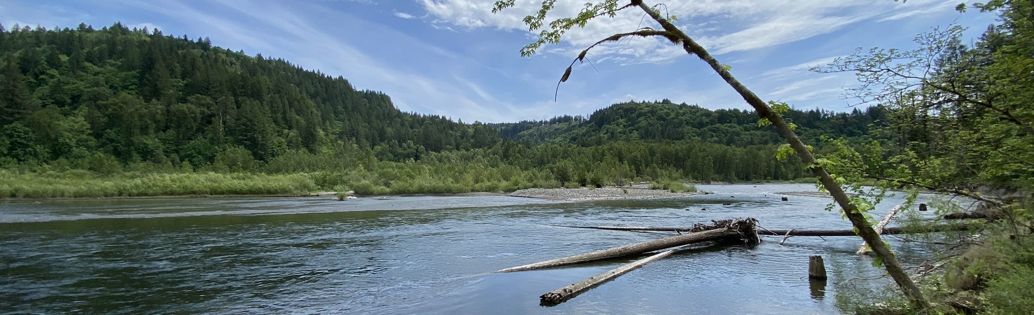 Ancient Forest Loop: 183 Reviews, Map - Oregon | AllTrails