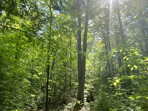 Best Hikes and Trails in Hammond Nature Preserve and Walker Forest ...