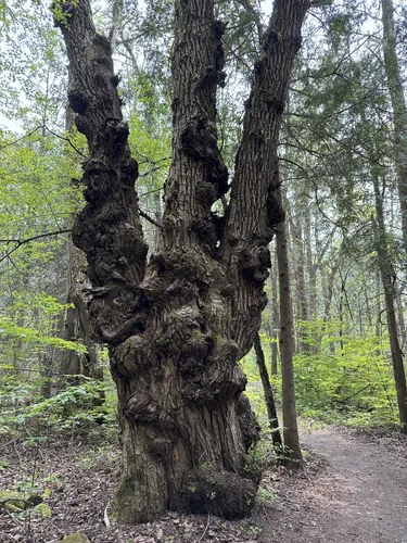 Best Hikes and Trails in Nelson Swamp Unique Area | AllTrails