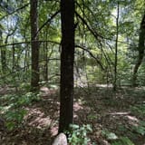 Chestatee Overlook Ridge Trail, Georgia - 23 Reviews, Map | AllTrails