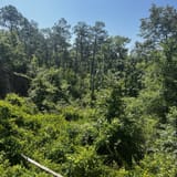 Torreya Trail, Florida - 392 Reviews, Map | AllTrails