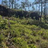 Torreya Trail, Florida - 392 Reviews, Map | AllTrails