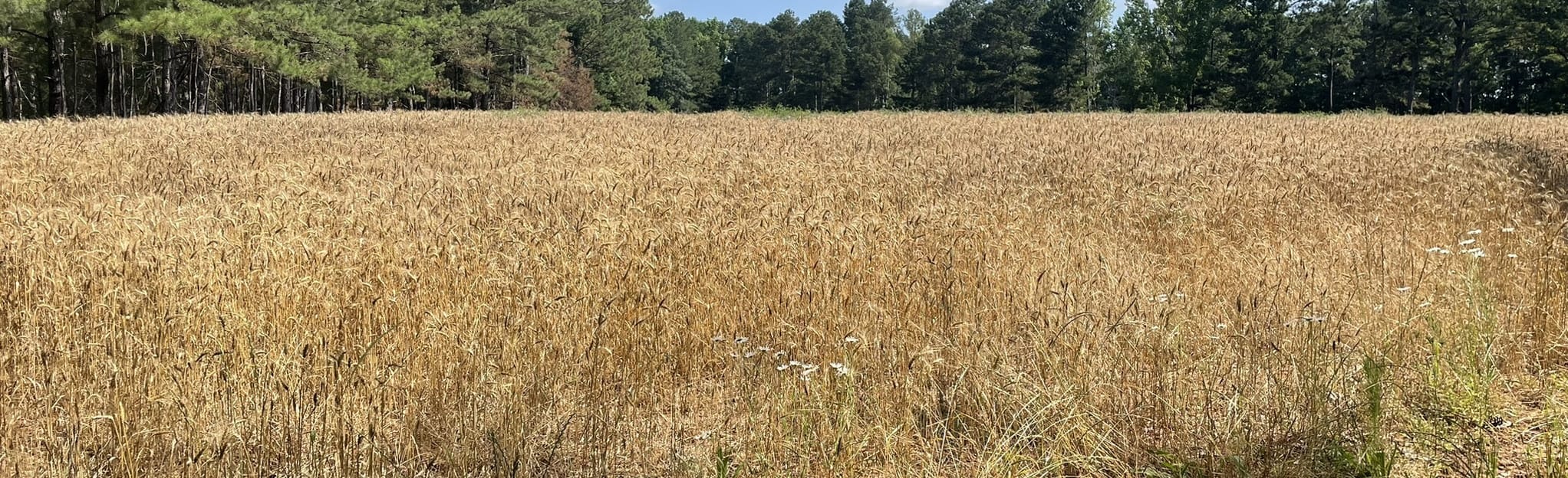 Alligator Creek Nature Trail: 13 Reviews, Map - Alabama | AllTrails