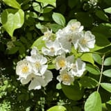 Washington Valley Park Trail, New Jersey - 648 Reviews, Map | AllTrails