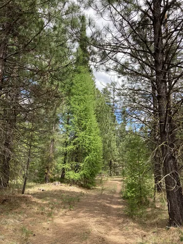 2023 Best 10 Moderate Trails in Camp Sherman | AllTrails