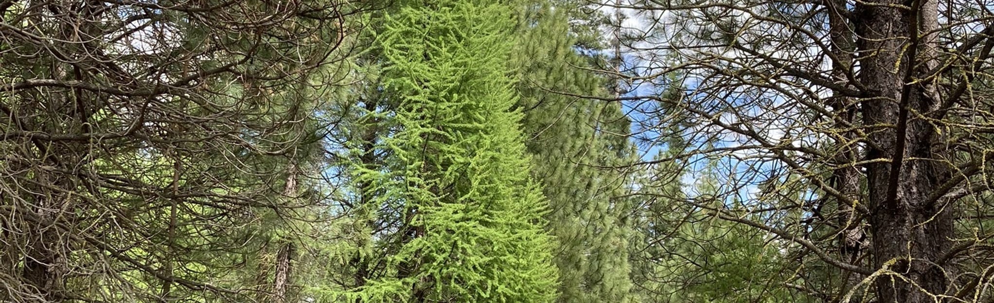 Metolius Preserve Grand Tour, Oregon - 33 Reviews, Map | AllTrails