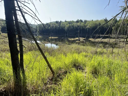 10 Best Hikes and Trails in Shaker Mountain Wild Forest | AllTrails