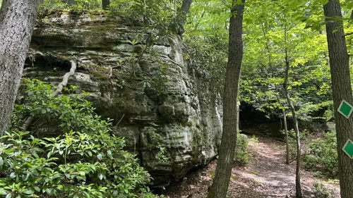 Best Short Trails in Coopers Rock State Forest | AllTrails