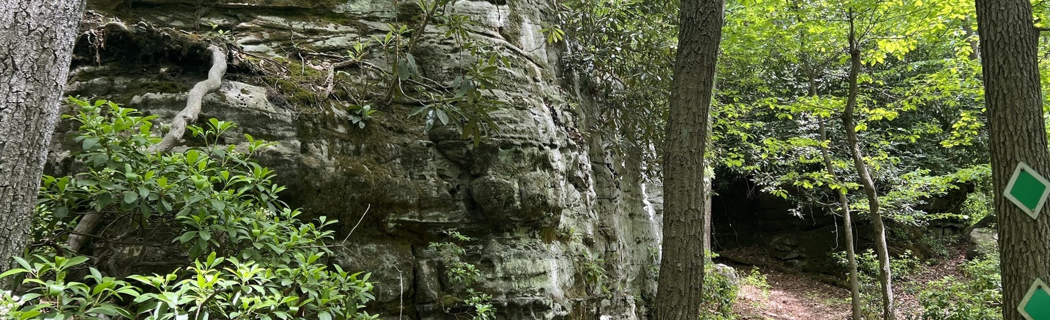 Coopers Rock Nature Trail Loop: 11 Reviews, Map - West Virginia | AllTrails