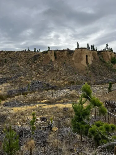 Best Hikes and Trails in Naseby Forest | AllTrails