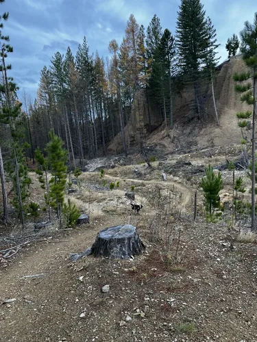 Best Hikes and Trails in Naseby Forest | AllTrails