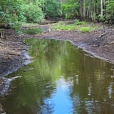 Cypress Swamp Trail, Florida - 230 Reviews, Map | AllTrails