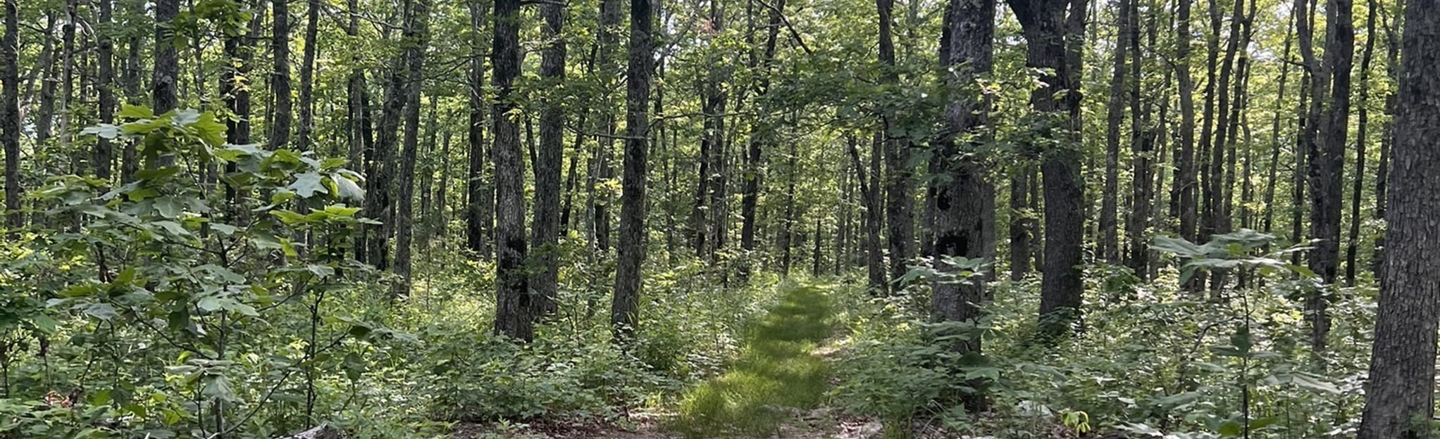 AllTrails | Greenfield Trail: 38 Reviews, Map - Arkansas