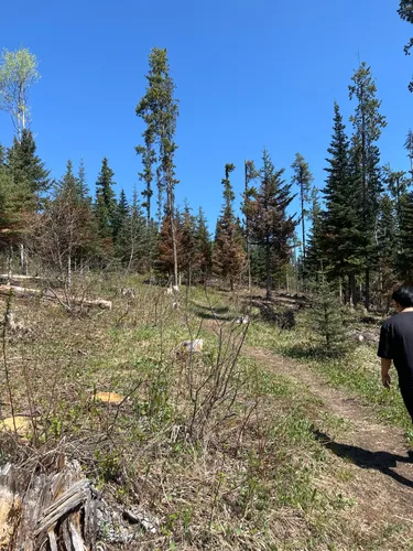 Best Kid Friendly Trails in Smithers Community Forest Trails Recreation ...