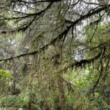 Weatherwax Trail, Washington - 294 Reviews, Map | AllTrails