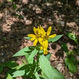 Viles Branch Equestrian Trail, Arkansas - 42 Reviews, Map | AllTrails