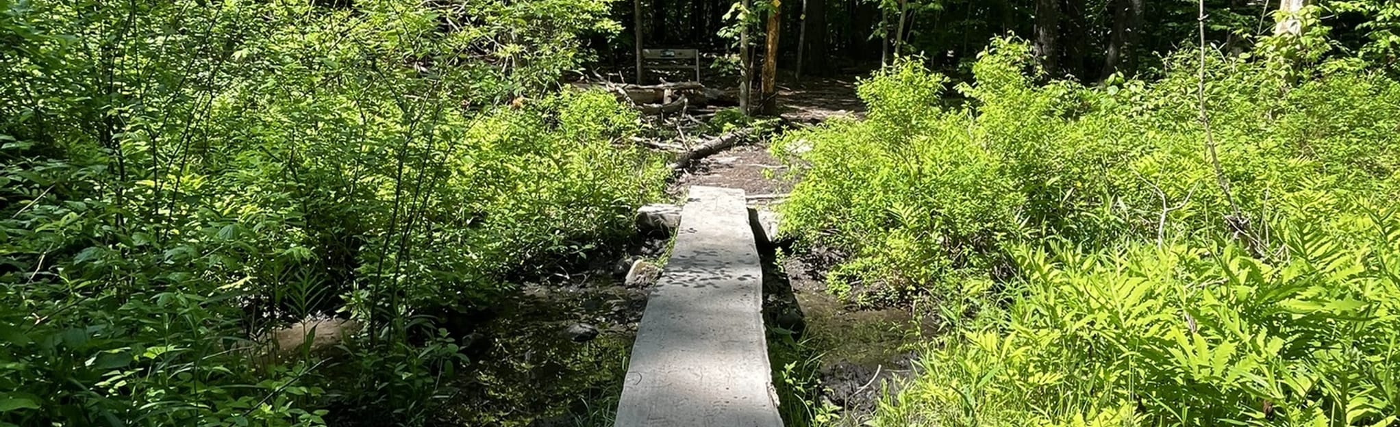 Remick Preserve, Maine - 1,191 Reviews, Map | AllTrails