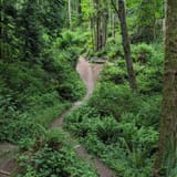 Japanese Gulch Loop Trail, Washington - 1,227 Reviews, Map | AllTrails