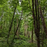 Japanese Gulch Loop Trail, Washington - 1,227 Reviews, Map | AllTrails