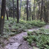 Jacoby Falls Trail, Pennsylvania - 549 Reviews, Map | AllTrails