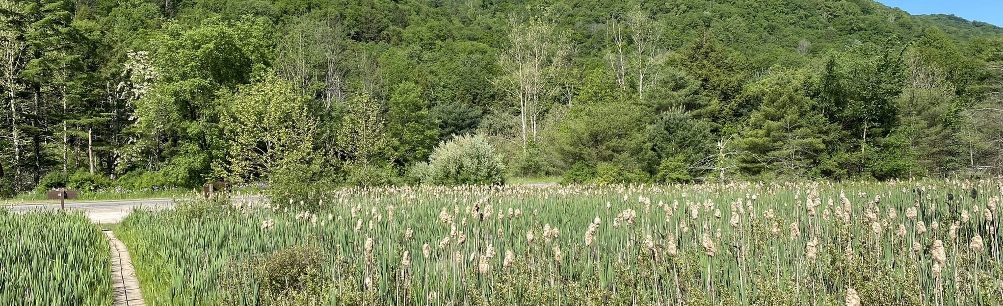Blessing Mountain Loop, Pennsylvania - 5 Reviews, Map | AllTrails