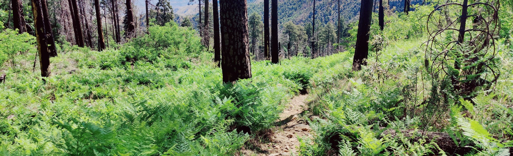 AllTrails | Crystal Springs Trail via Butterfly Trail: 43 Reviews, Map ...