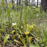 Green Swamp Preserve, North Carolina - 204 Reviews, Map | AllTrails