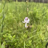 Green Swamp Preserve, North Carolina - 204 Reviews, Map | AllTrails