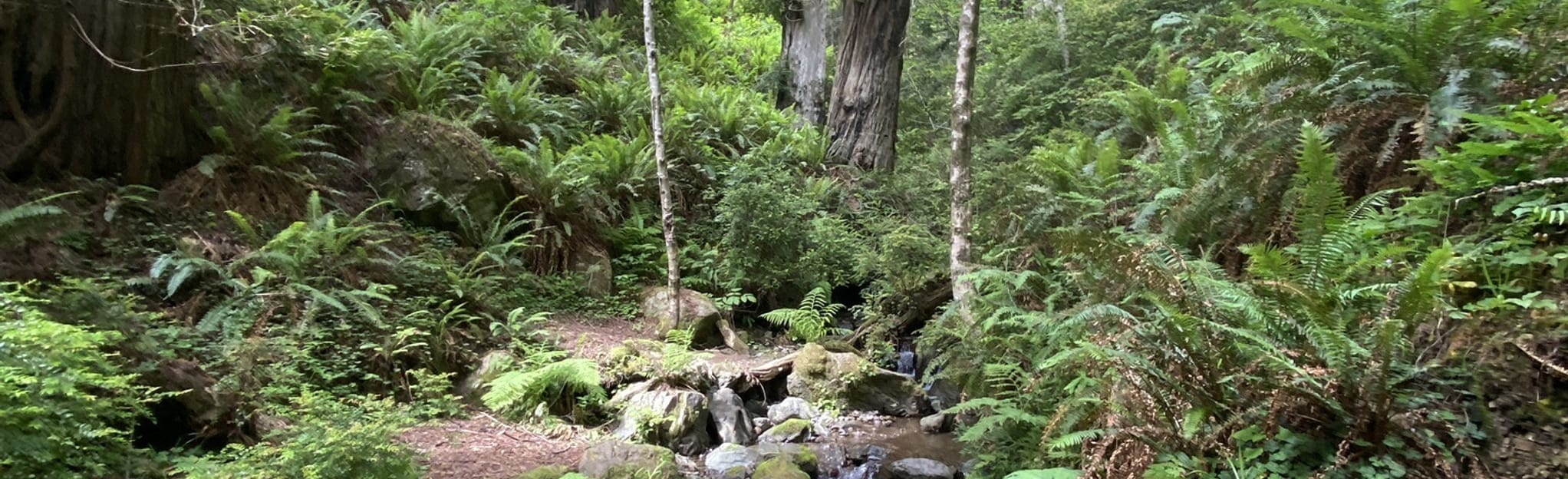 Sinkyone Wilderness Segment- Lost Coast Trail: 55 Reviews, Map ...