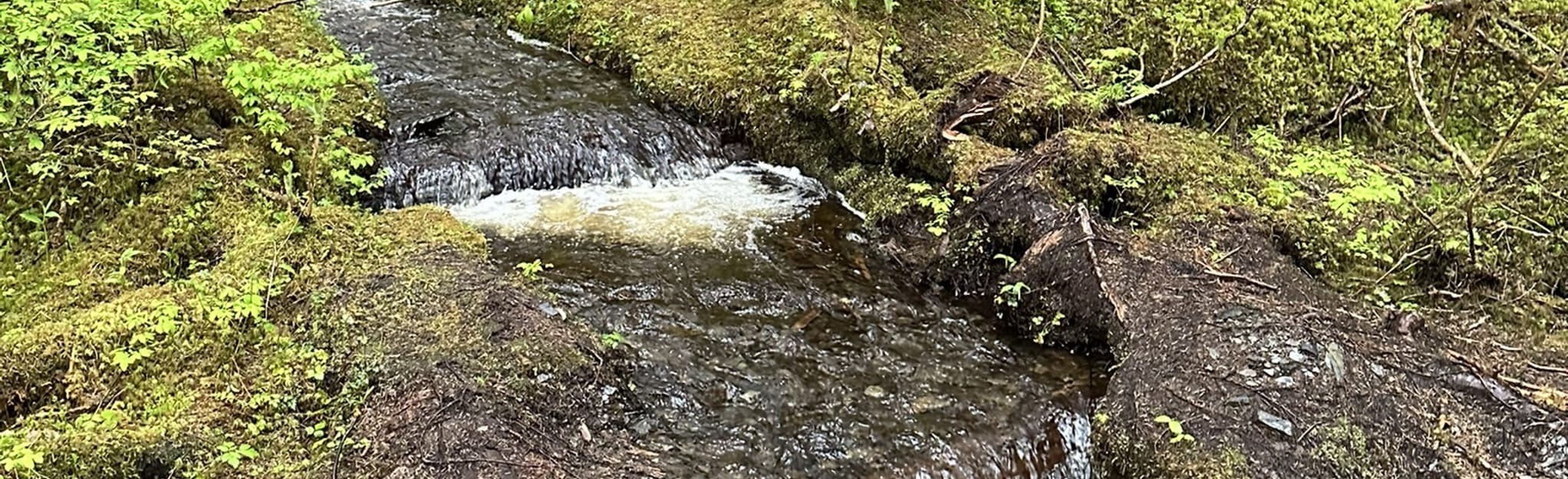 Treadwell Ditch Trail, Alaska - 29 Reviews, Map | AllTrails