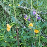 Cottle Trail to Calero Reservoir and Lisa Killough Trail , California ...