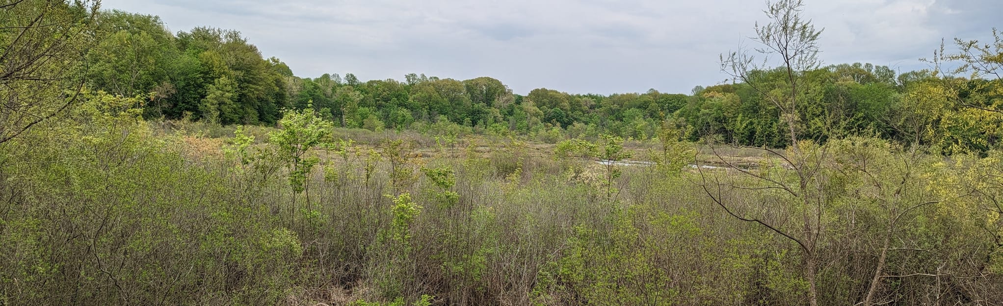 Mud Lake Bog, Michigan - 20 Reviews, Map | AllTrails