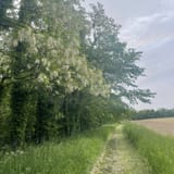Bloodroot Trail, Indiana - 556 Reviews, Map | AllTrails