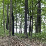 Bloodroot Trail, Indiana - 556 Reviews, Map | AllTrails