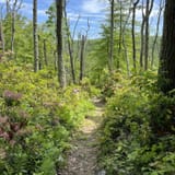 Appalachian Trail, Hosack Run, and Locust Gap Loop, Pennsylvania - 452 ...