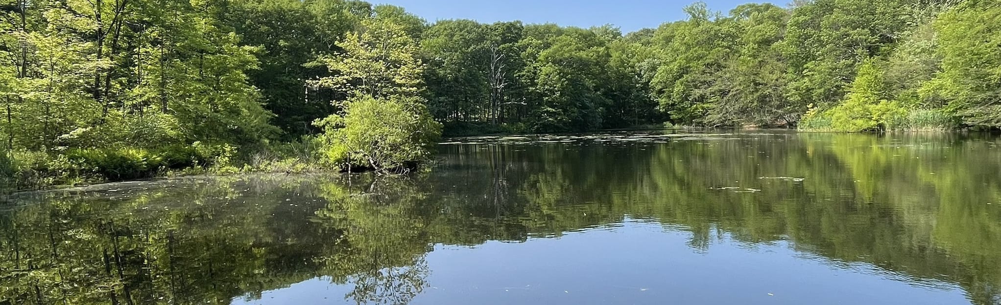 Weir Pond and Swamp Loop Trail: 214 Reviews, Map - Connecticut | AllTrails