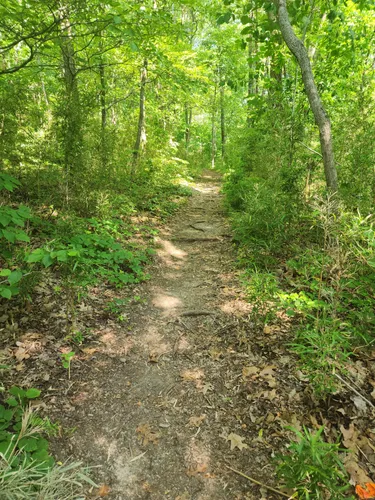 2023 Best Forest Trails in Chaffee | AllTrails