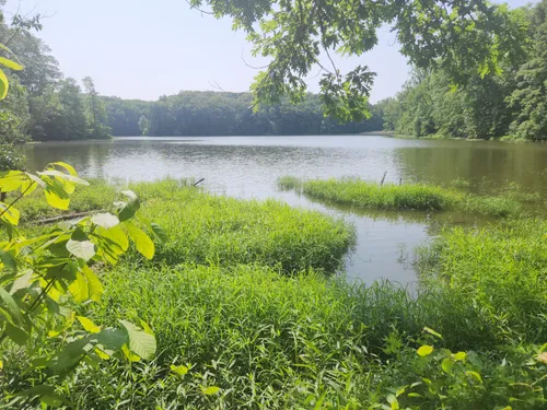 2023 Best Forest Trails in Chaffee | AllTrails